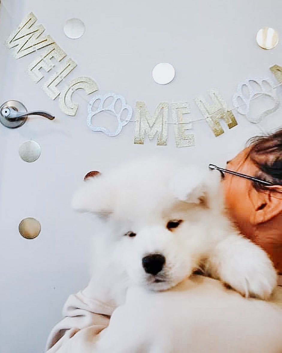 Dashi The Sammy's Welcome Home Party - happy bark days